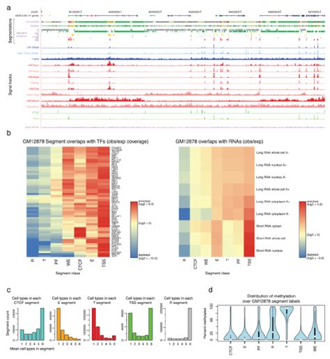 Integration Of Encode Data By Genome Wide Segmentation Download