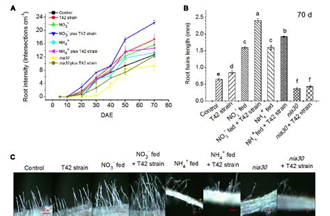 Figure 2 From Trichoderma Asperellum T42 Reprograms Tobacco For