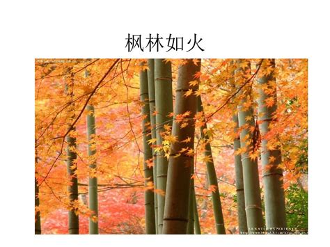 三年级语文上册听听秋的声音PPT课件 word文档在线阅读与下载 免费文档