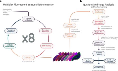 Workflow Of Cyclic Multiplex Fluorescent Immunohistochemistry And Download Scientific Diagram