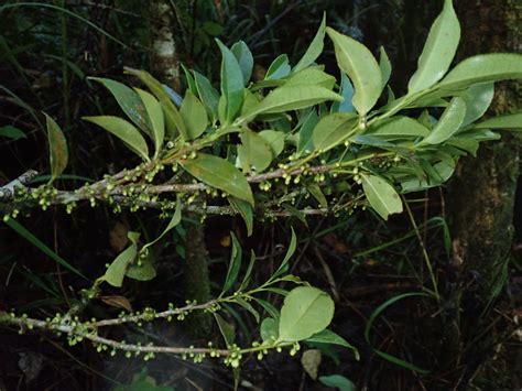 Eurya Pentaphylacaceae