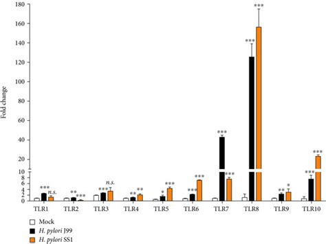 upregulated expressions of tlrs in the thp 1 cells upon h pylori