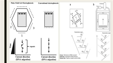 Gradient Gel Electrophoresis And Pulse Field Gel Electrophoresis Pptx