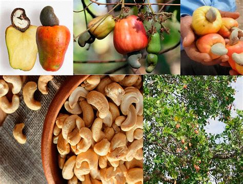 Кешью польза и вред полезные свойства и противопоказания