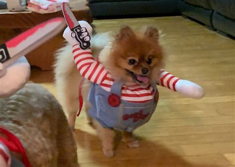 강아지 할로윈 옷 코스튬 추천 및 할로윈 주의사항 비마이펫 라이프