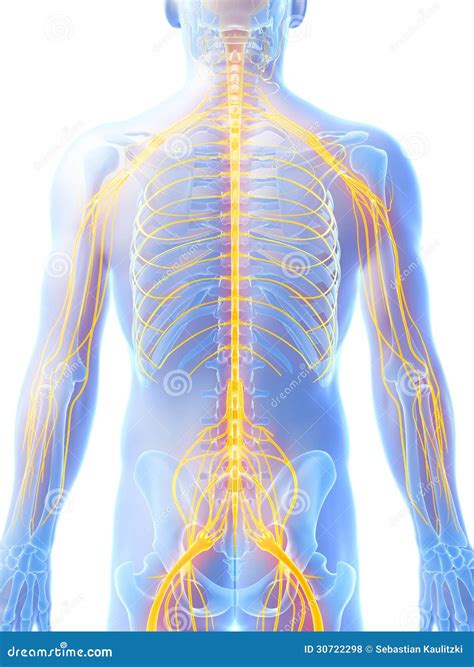 Nerve System Anatomy Cartoon Vector 118064419