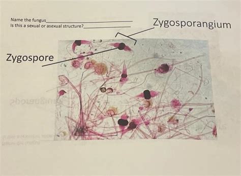 Solved Name The Fungus Is This A Sexual Or Asexual Chegg Com
