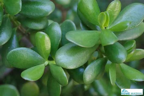 20 Popular Types Of Trailing Succulents With Photos