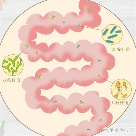 什么是“肠道菌群”？肠道菌群失调会导致哪些疾病？如何维持肠道菌群平衡？ 知乎