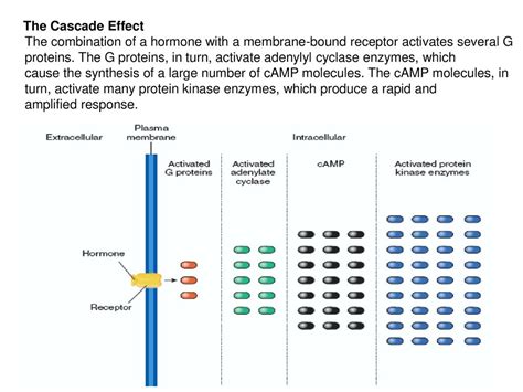 Role Of The Central Nervous System And Endocrine Glands In Regulation Of Physiology Functions Of Role Of The Central Nervous System And Endocrine Glands In Regulation Of Physiology Functions Of