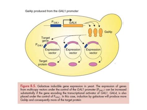Cloning And Expression System In Yeast