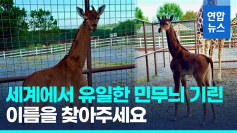 [영상] 세계 유일 민무늬 기린 탄생…건강엔 문제 없나 나무뉴스