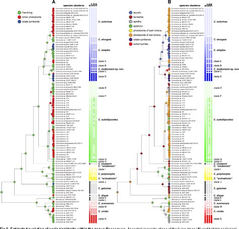 Figure 6 From Dna Based Taxonomy In Ecologically Versatile Microalgae A Re Evaluation Of The