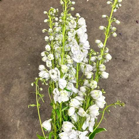 Buy Delphinium Hybrid Online Bay Area Flower Market