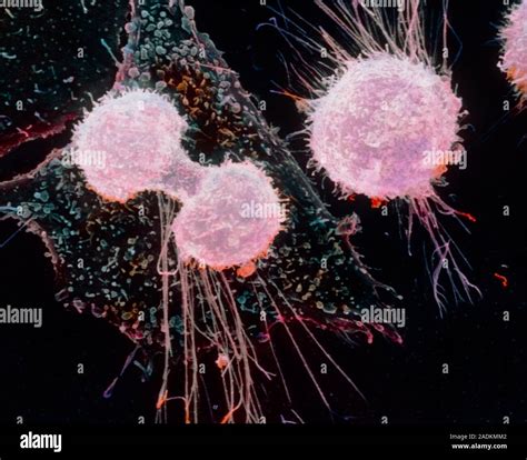 Mitosis False Colour Scanning Electron Micrograph Of A Cell From Ovary Tissue Centre