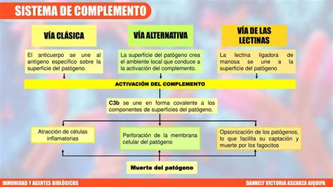 Sistema De Complemento Medical Notes Udocz
