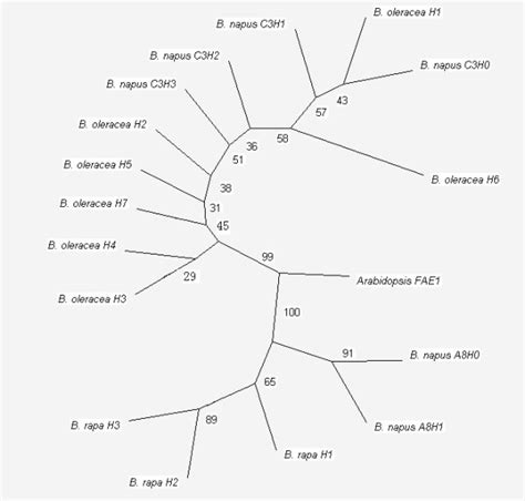 Phylogenetic Tree Constructed Using Phylip 3 68 Software With