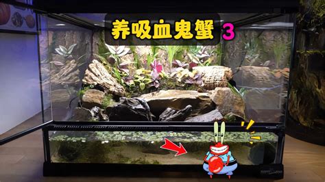 螃蟹家族壮大史从一只寡妇到上百只螃蟹惊人的生长日记 动物视频 搜狐视频