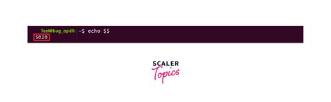 What Is Exec Command In Linux Scaler Topics
