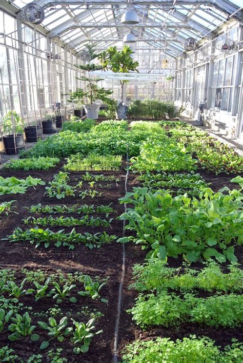 A Look Inside My Vegetable Greenhouse The Martha Stewart Blog
