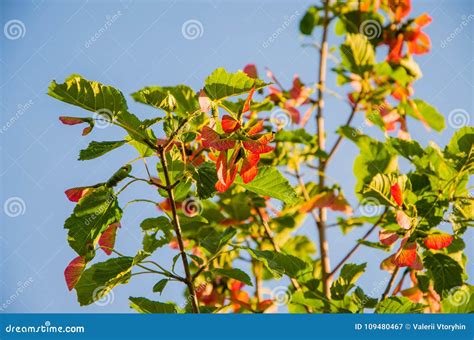 Red Seeds Of A Tree Stock Image Image Of Isolated Botanical