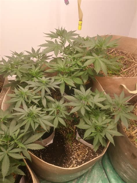 Got Clones Cut Gonna Sex The Moms This Week While The Clones Root R