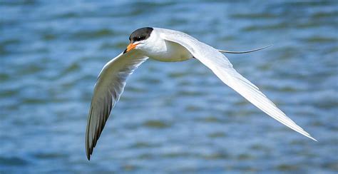 Forest Tern Photograph By Arthur Bohlmann Pixels