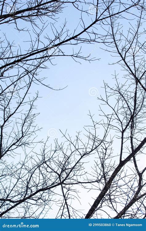 Low Angle View Of Bare Branches And Twigs Of Trees Stock Photo Image Of View Canopy 299503860