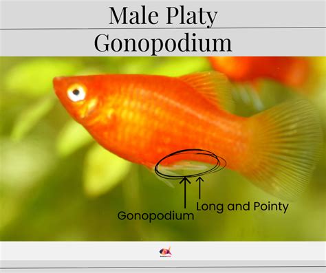 How To Tell Male And Female Platies Apart Pictures And Quiz Pet