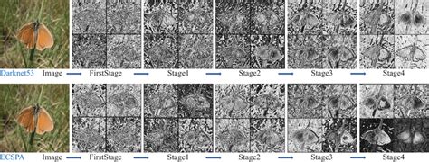 Visualization Of Feature Maps Of Darknet53 And Ecspa Network Classifiers Download Scientific
