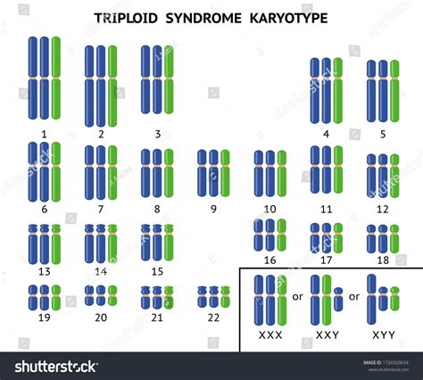 Triploidy Ivf At Lucy Via Blog