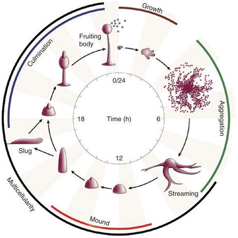 Dictyostelium Discoideum Alchetron The Free Social Encyclopedia