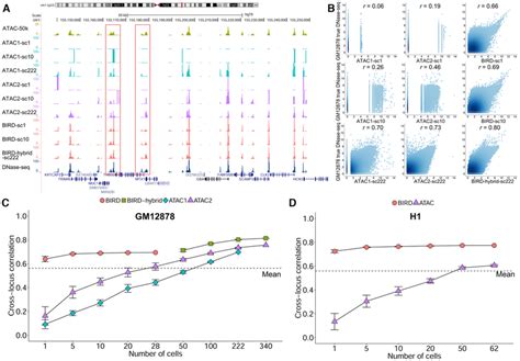 Predicting Chromatin Accessibility Using Single Cell Rna Seq Data A