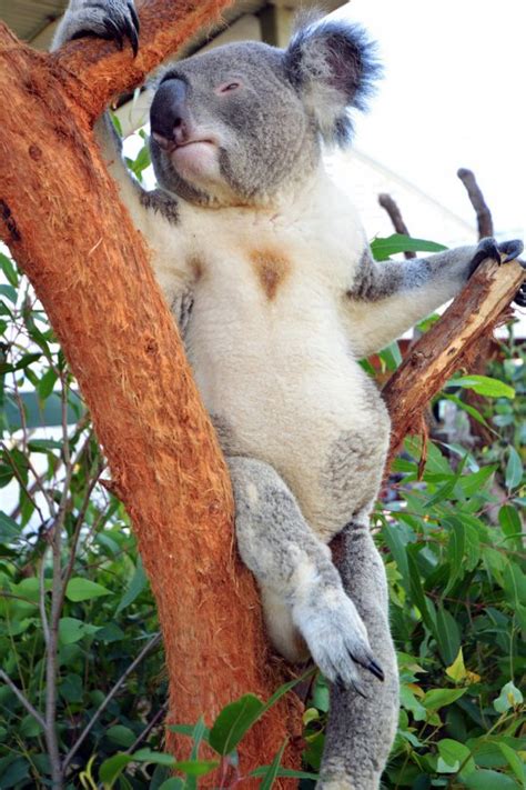 ფოტოები რომელთა ნახვის შემდეგაც კოალა თქვენი საყვარელი ცხოველი გახდება