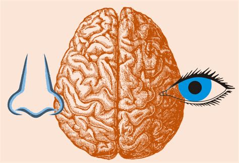 Three Talks On Individual Differences In The Brain And Behavior Sapien Labs Shaping The