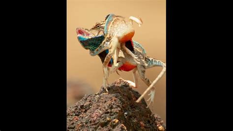 Two Lizard Fight Xxx Mobile Porno Videos And Movies Iporntv Net