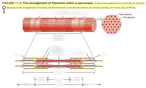 Sarcomere Labeled Edrawmax Template