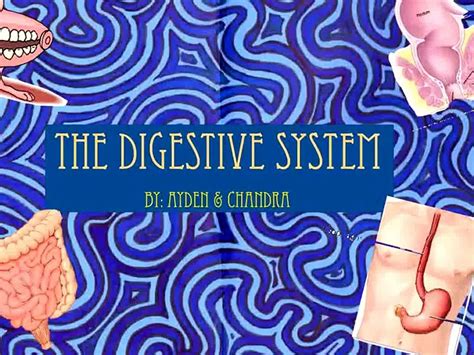 The Digestive System Science Projects High School Science Project