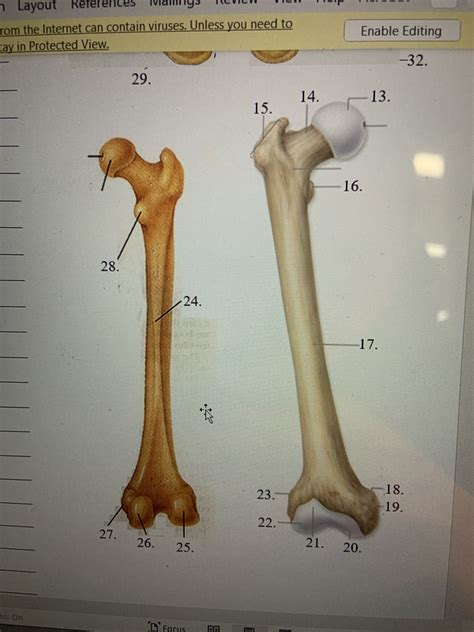 Tibula Fibula Diagram Quizlet Tibula Fibula Diagram Quizlet
