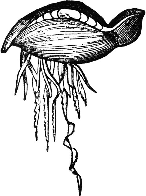 Physalia Clipart Etc