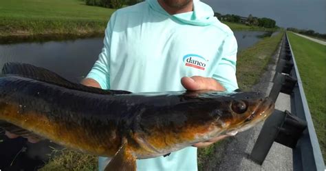 Snakehead Fisk Bite Catching Snakehead Fish In Maryland