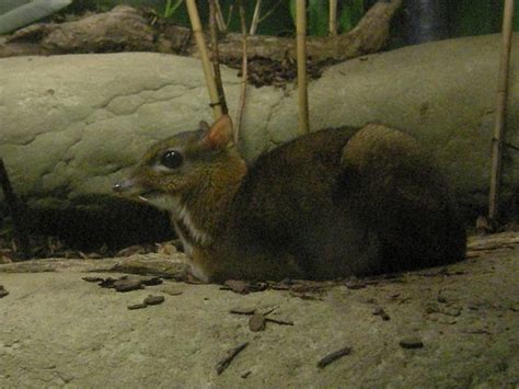 Kleine Kantjil Belgianchocolate Flickr