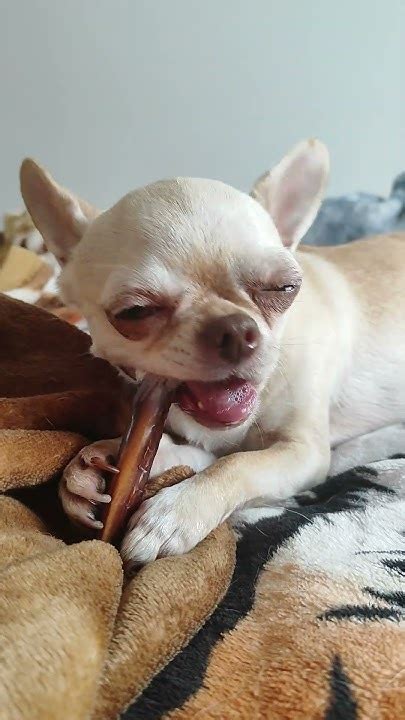 Бычий корень🦬 - YouTube