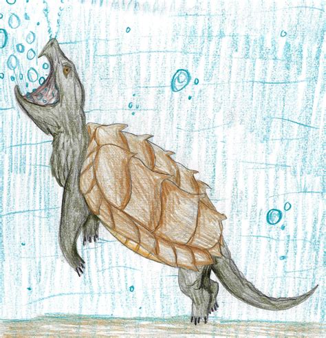 Alligator Snapping Turtle By Louisetheanimator On Deviantart