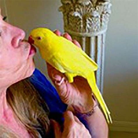 Yellow Indian Ringneck