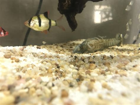 Also Just Found His Exoskeleton I Was Just Wondering Do I Have To