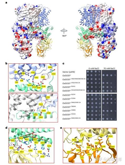 Nature Plants遗传发育所在水稻盐胁迫响应关键蛋白sos1的分子机制研究中获进展 知乎