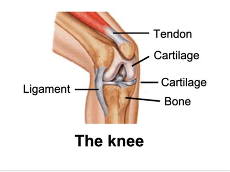 Skeletal System Flashcards Quizlet