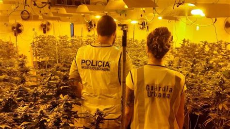 Desmantelan Un Cultivo De Más De 500 Plantas De Marihuana En Barcelona