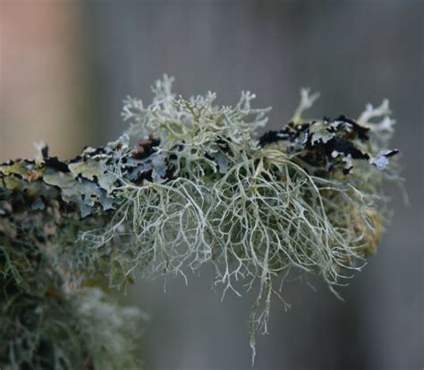 Exploring Lichen The Lawrence Hall Of Science